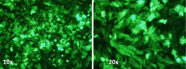 BT-20 Transfection Reagent - Avalanche® Breast Cancer Kit