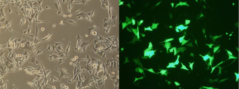 M14 Cell Transfection Reagent - Avalanche® MDA-MB-435 Kit